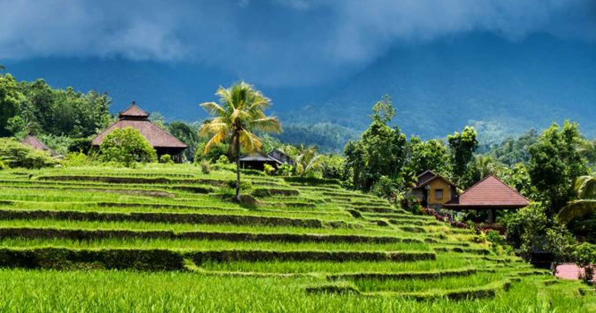 Vacanta Bali - Asia: Plimbare terase orez Tegalalang - Travel Mood