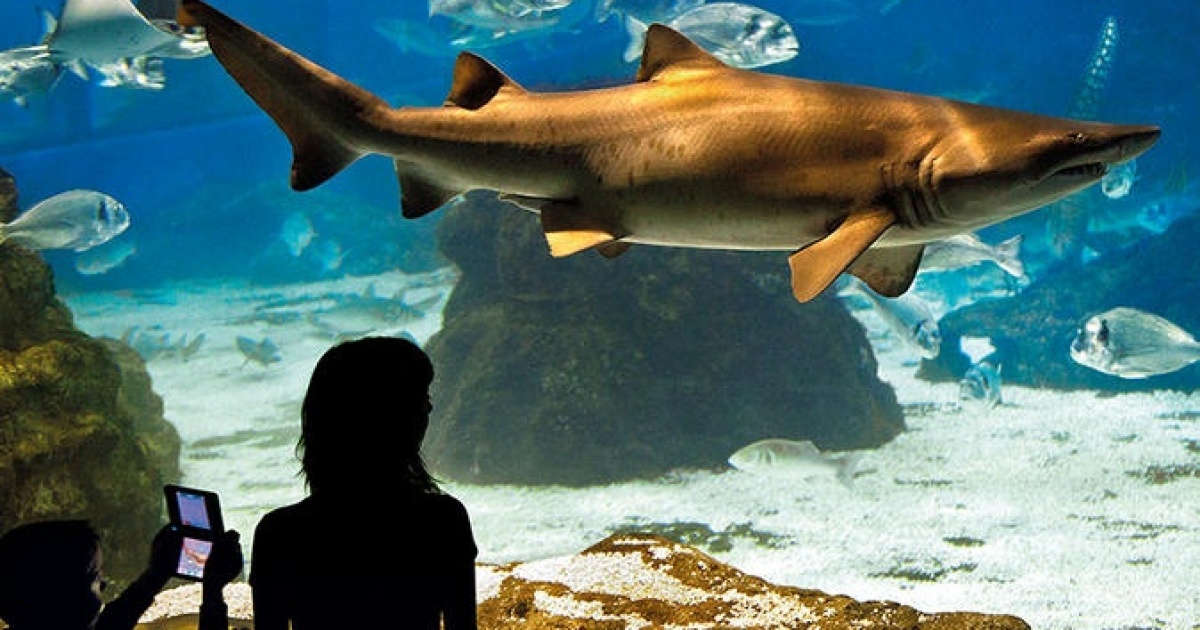 Acvariul din Barcelona: viziteaza fara sa stai la coada - Travel Mood